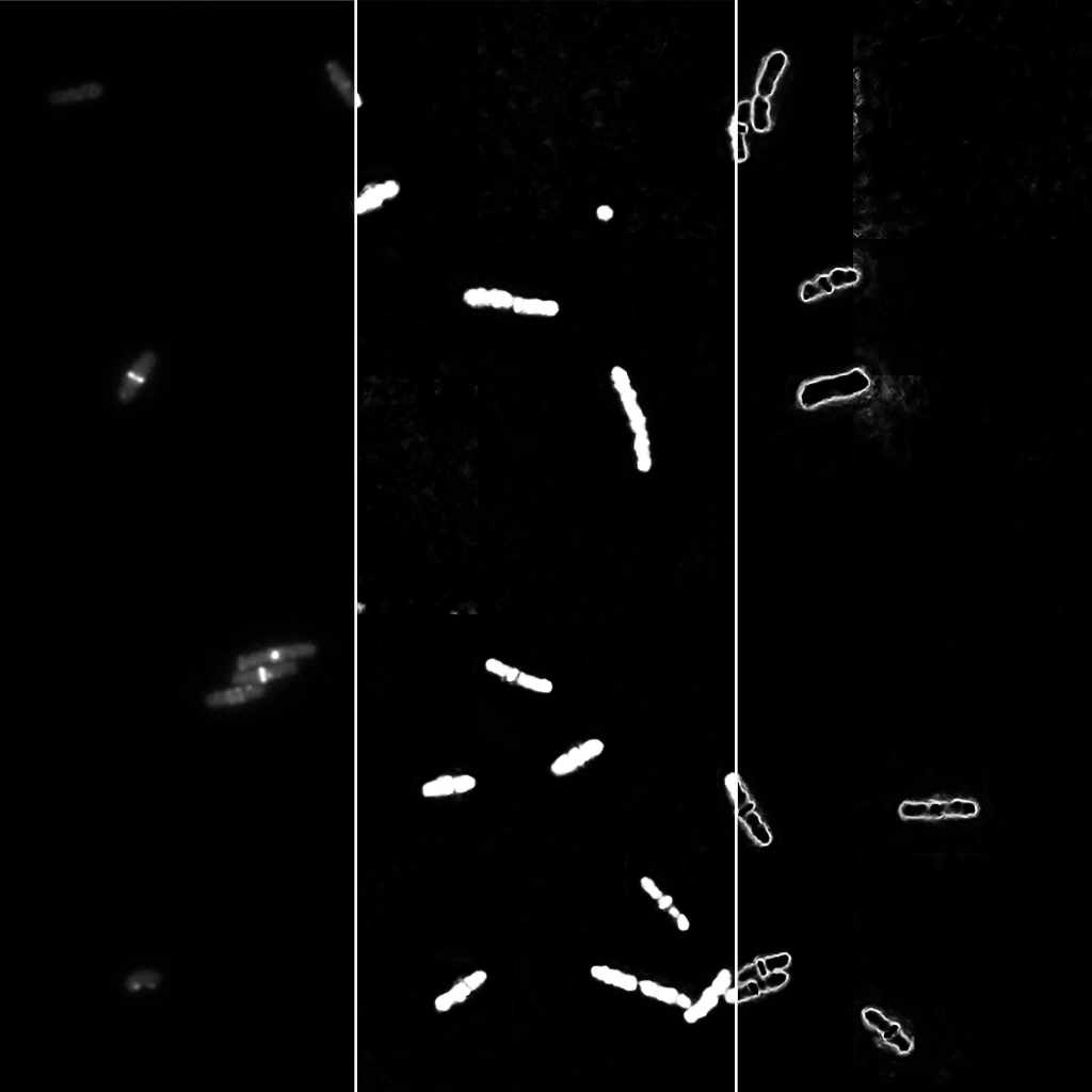 BioImage.IO - Model Zoo