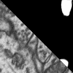 BioImage.IO - Model Zoo